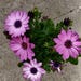 Serenity Pink African Daisy, Osteospermum, Live Plant, No GMO. Grown in ...