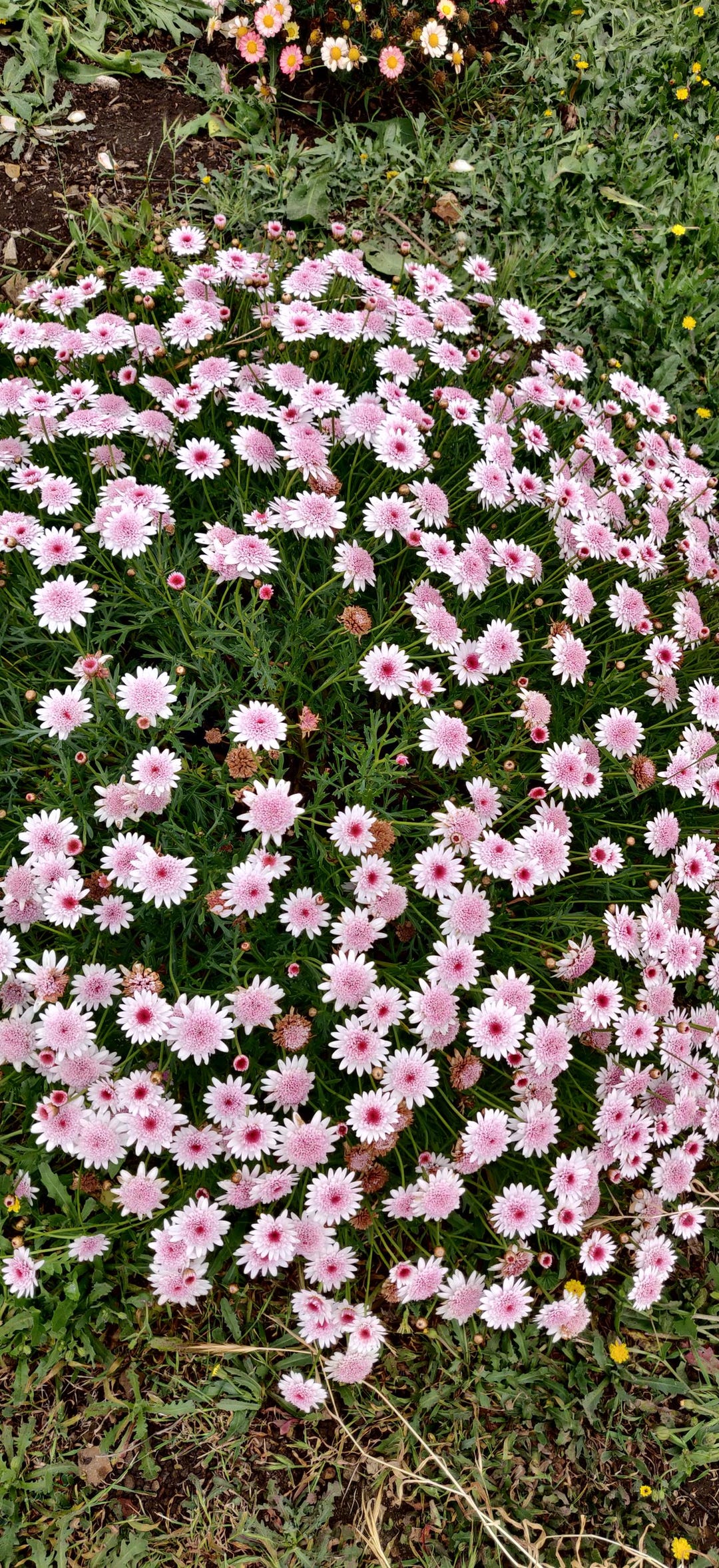Berry Heart Marguerite Daisy Live Plant, 4" ,1 or 2 GL Pot, Ship ...