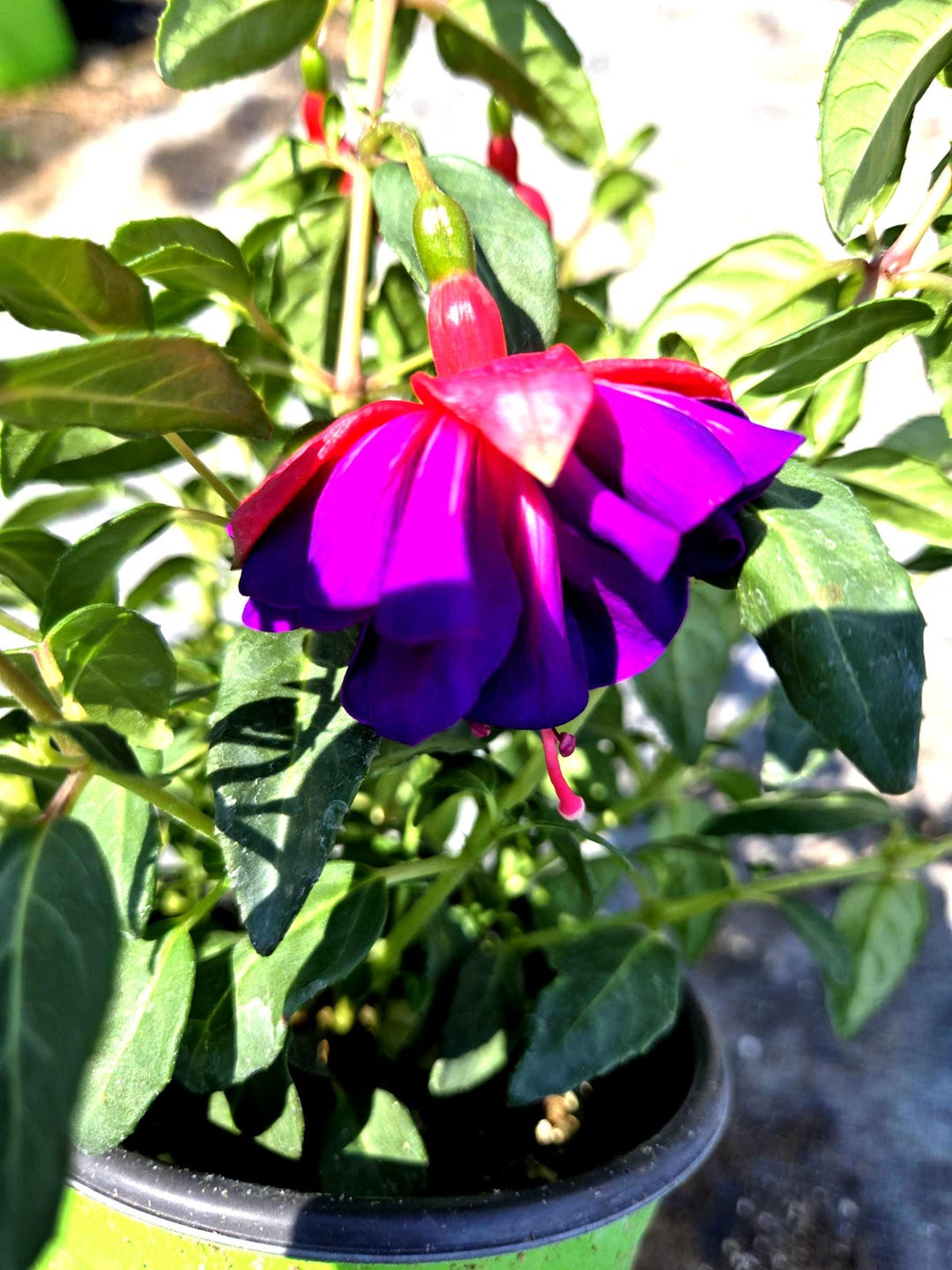 Blue Eye Fuchsia Start Plant - Etsy