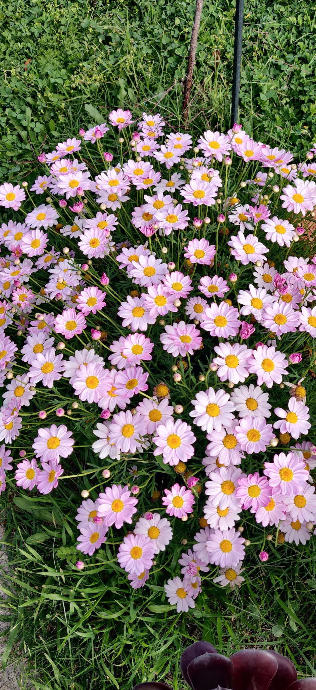 Comet Pink Marguerite Daisy Live Plant, Argyranthemum - Etsy
