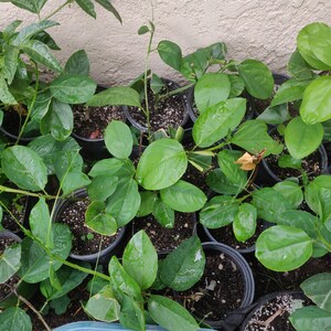 RARE Passiflora Alata Plant, Ruby Glow Passion Fruit, Free Shipping. - Etsy