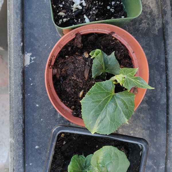 Chayote Plant - Etsy