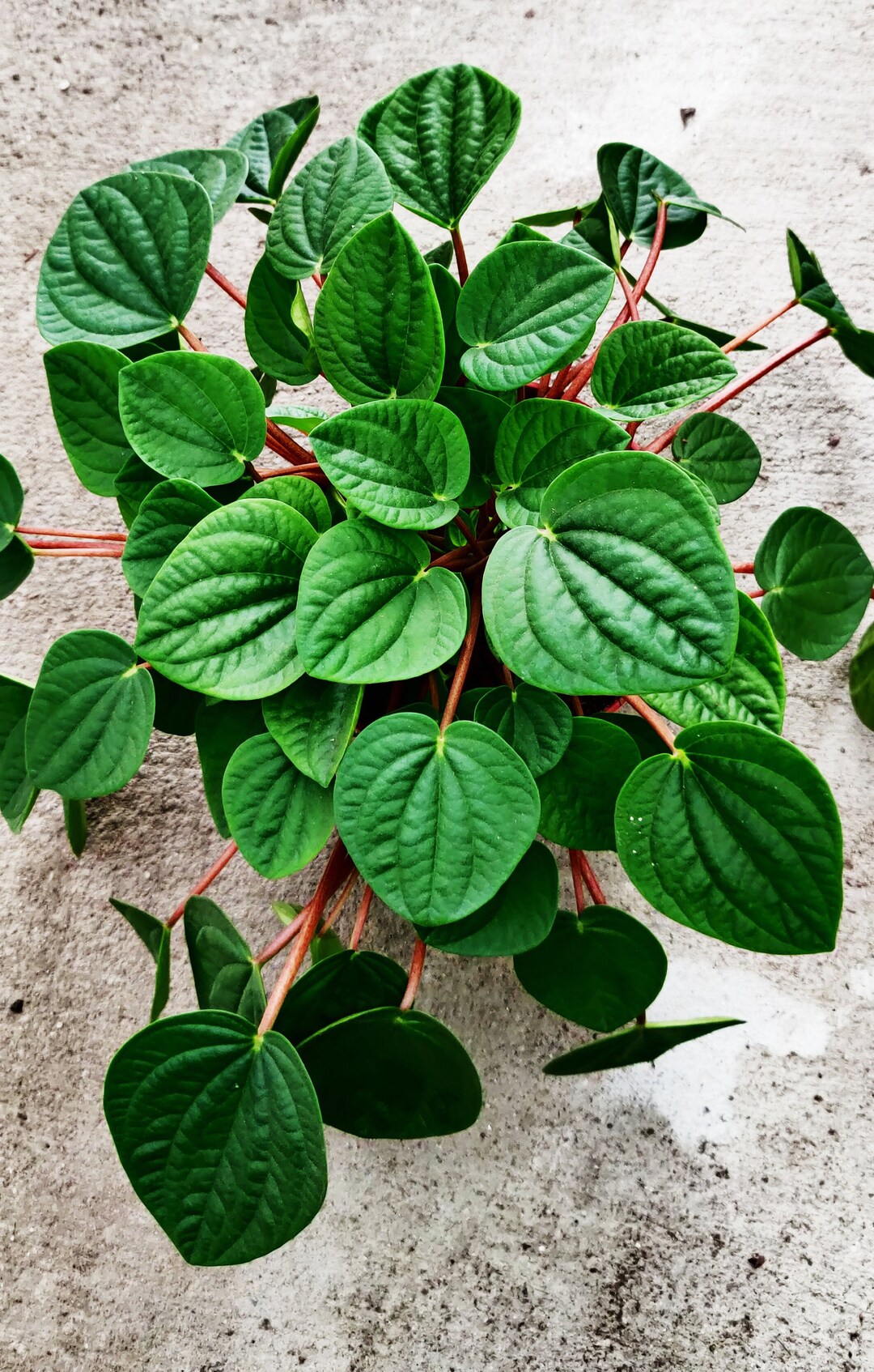 Peperomia Rana Verde Plants, 6 Pot - Etsy