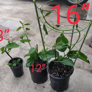 RARE Passiflora Alata Plant, Ruby Glow Passion Fruit, Free Shipping. - Etsy