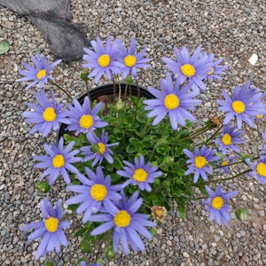 Blue Felicia Daisy Plant: San Gabriel Variety, 4" or 1 GL Pot - Etsy