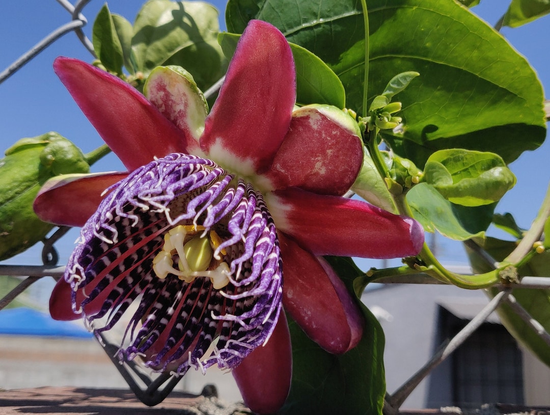 RARE Passiflora Alata Plant, Ruby Glow Passion Fruit, Free Shipping. - Etsy