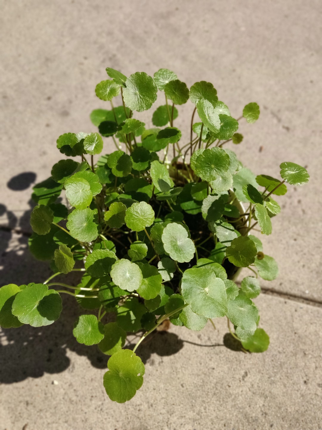 Copper Coin Pennywort Plant: Easy Grow Hydrocotyle Vulgaris - Etsy