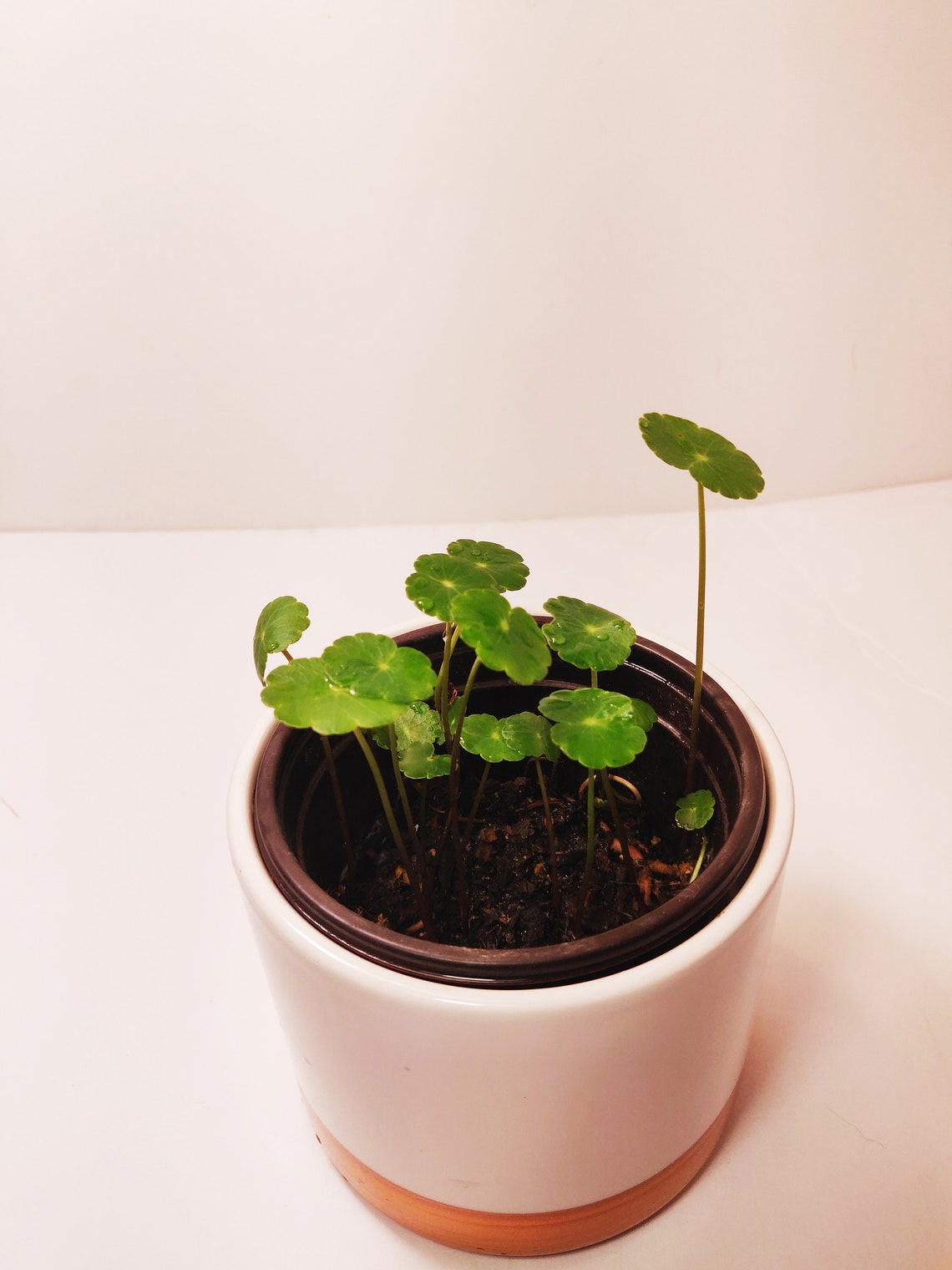 Copper Coin Pennywort Plant: Easy Grow Hydrocotyle Vulgaris - Etsy