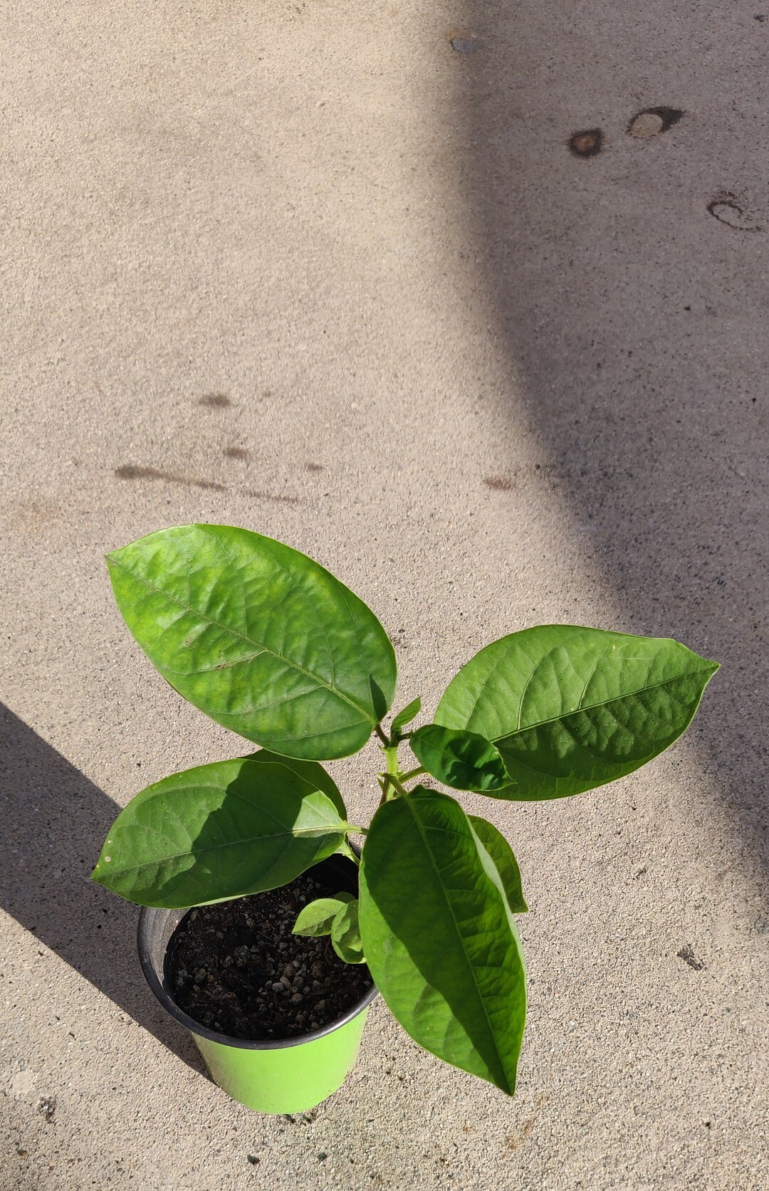 Passiflora Alata Seeding Ruby Glow Passion Fruit Tree Sweet - Etsy