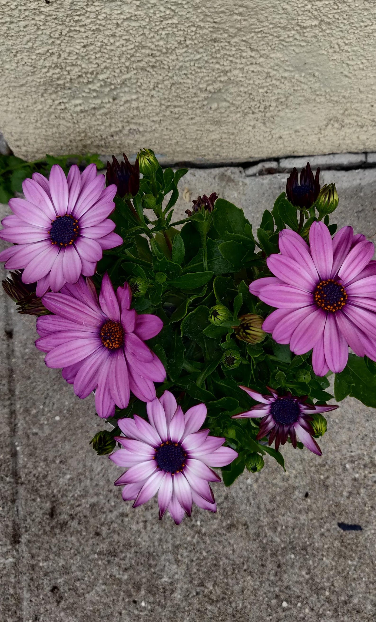 Serenity Pink African Daisy, Osteospermum, Live Plant, No GMO. Grown in ...