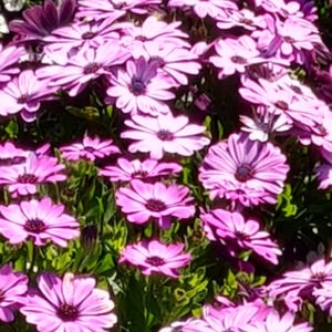 Serenity Pink African Daisy, Osteospermum, Live Plant, No GMO. Grown in ...