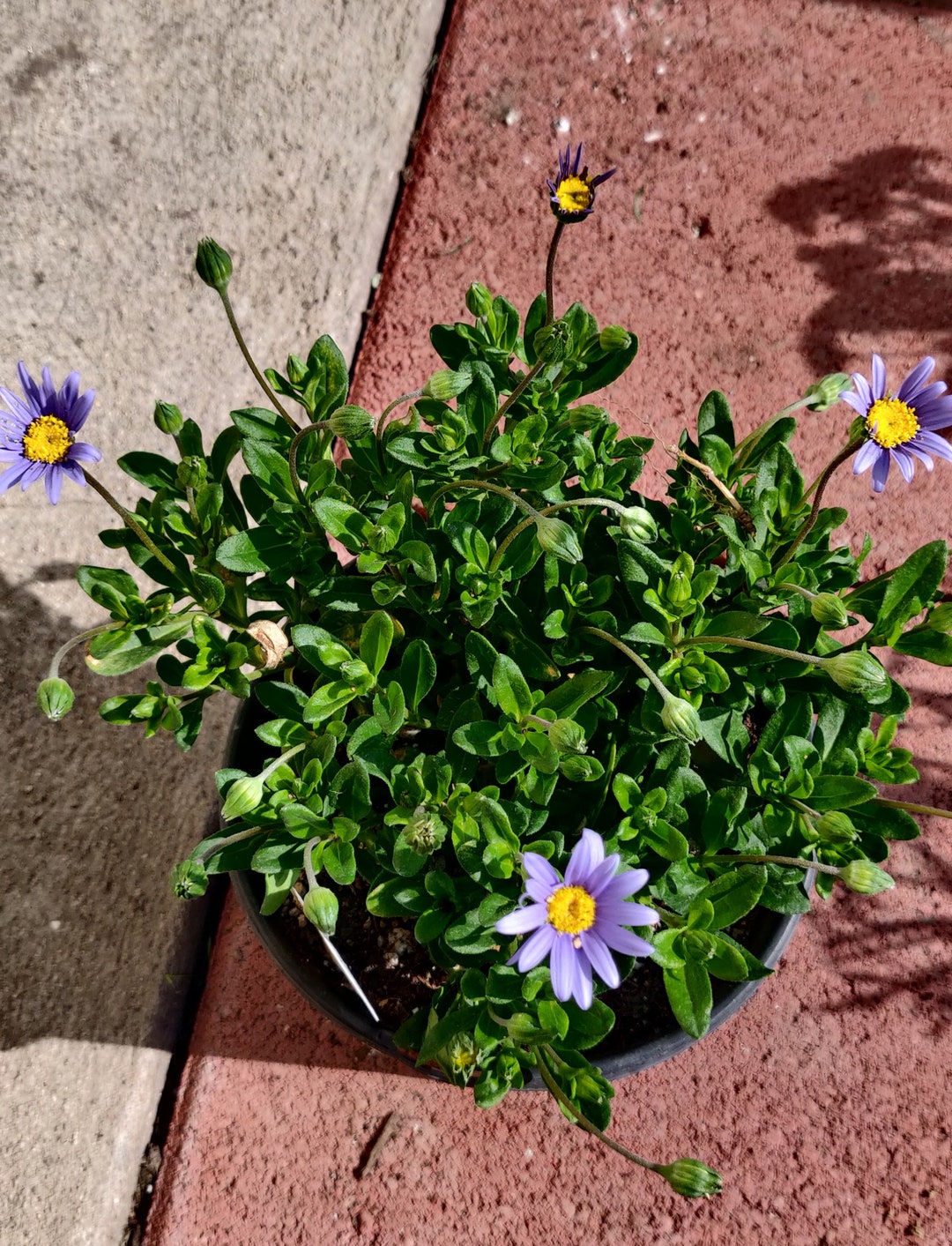 Blue Felicia Daisy , or San Gabriel , 4" or 1 GL Pot - Etsy