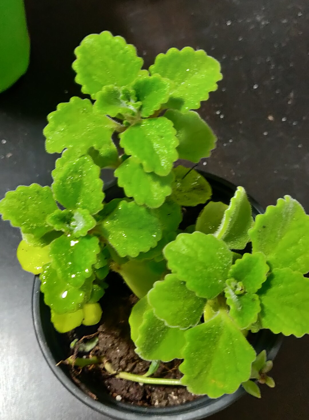 Vicks Plant , Plectranthus Tomentosa - - Etsy