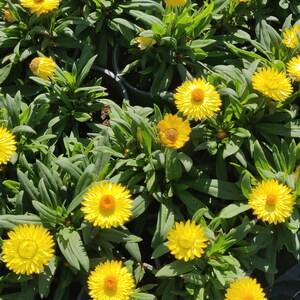 Straw Flower Dreamtime Jumbo Start Plant,red, Pink, Yellow, White Color ...