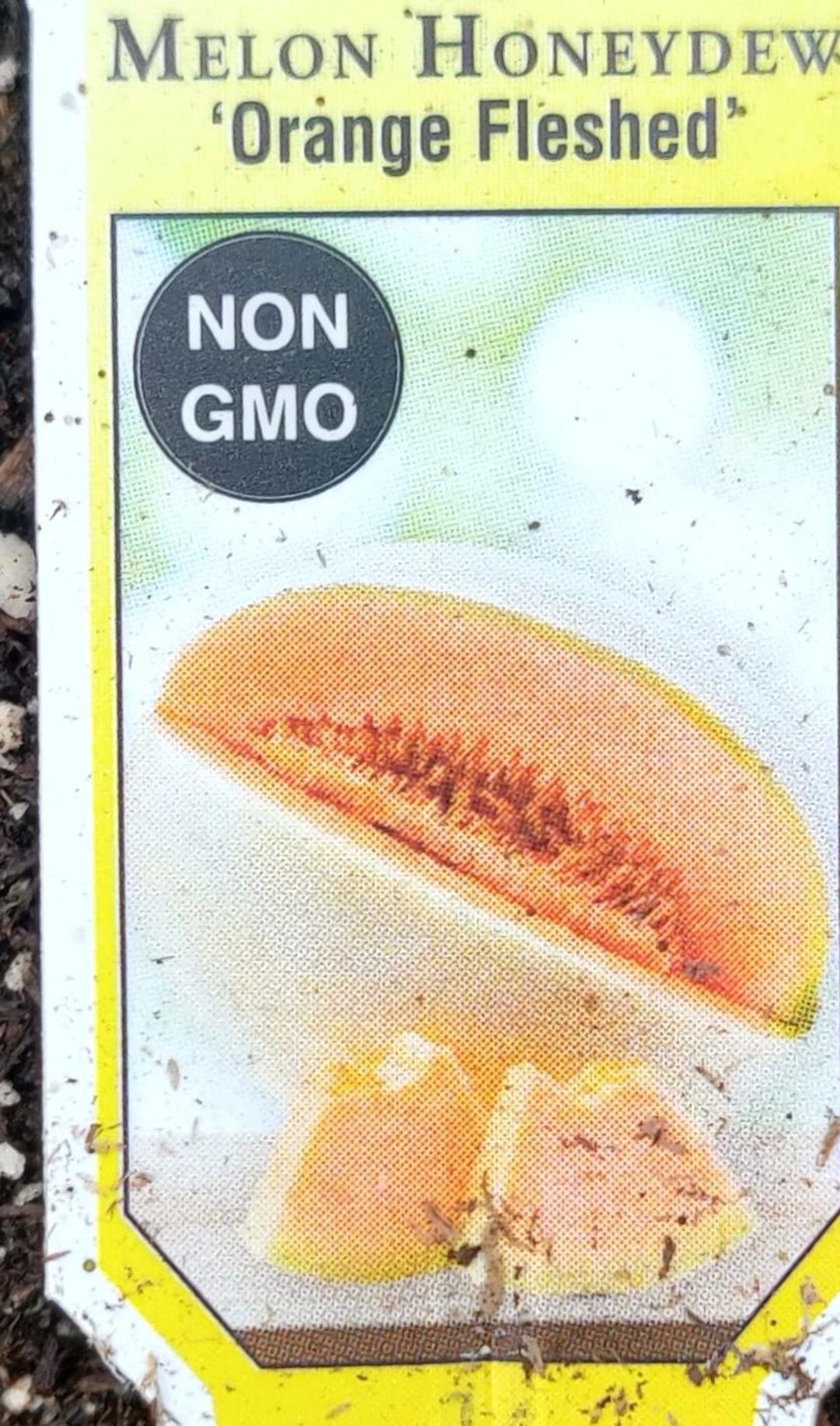 Orange-fleshed Honeydew Melons Seedilng, Grow in U.S. - Etsy