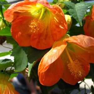 Abutilon - Etsy