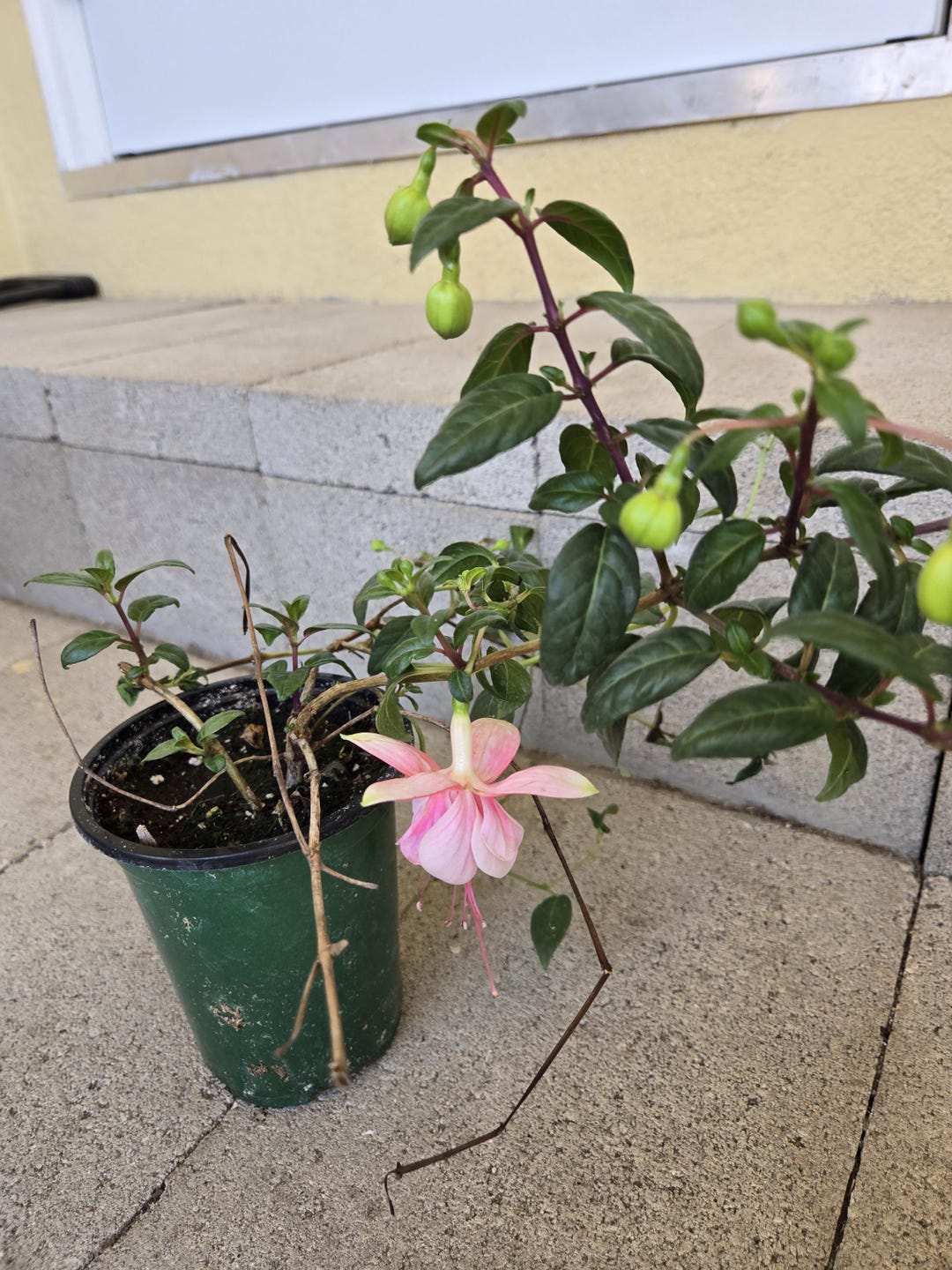 Fuchsia Start Plant: Small Pink and White - Etsy