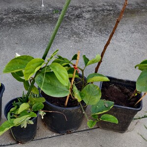 RARE Passiflora Alata Plant, Ruby Glow Passion Fruit, Free Shipping. - Etsy