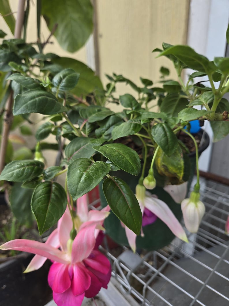 Giant Purple Fuchsia Start Plant. - Etsy