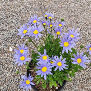 Blue Felicia Daisy , or San Gabriel , 4" or 1 GL Pot - Etsy