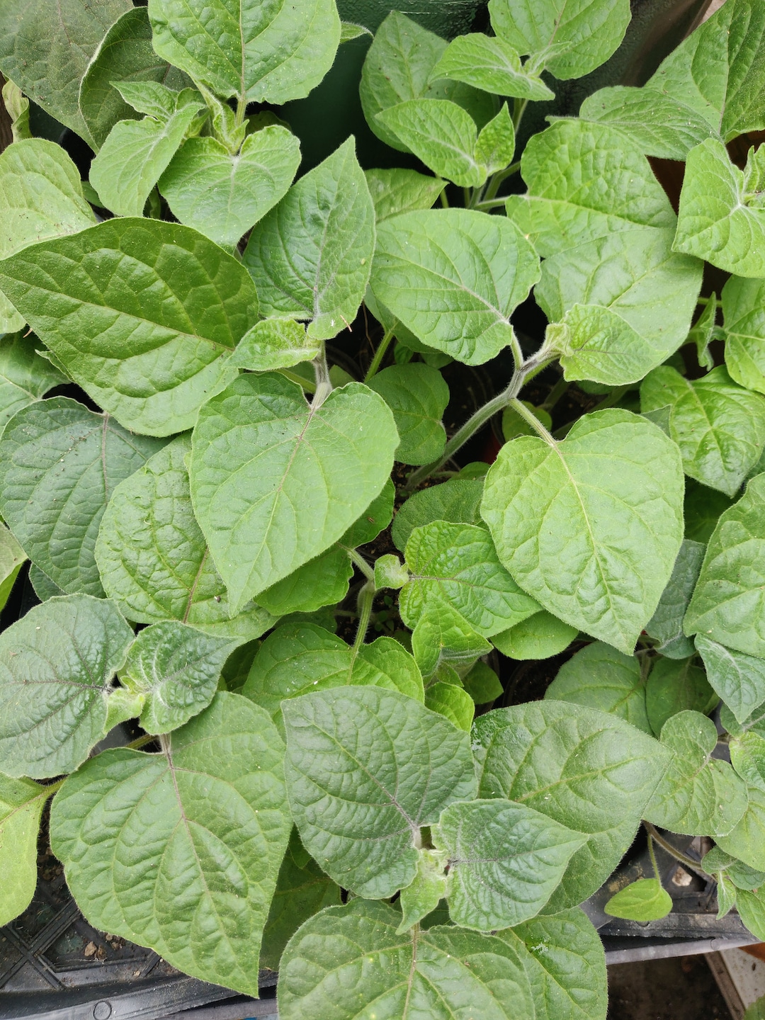 Golden Berry Fruit Seedlings,live Plant Cape Gooseberry, Healthy Fruit ...