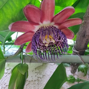 RARE Passiflora Alata Plant, Ruby Glow Passion Fruit, Free Shipping. - Etsy