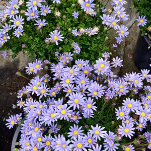 Blue Felicia Daisy , or San Gabriel , 4" or 1 GL Pot - Etsy