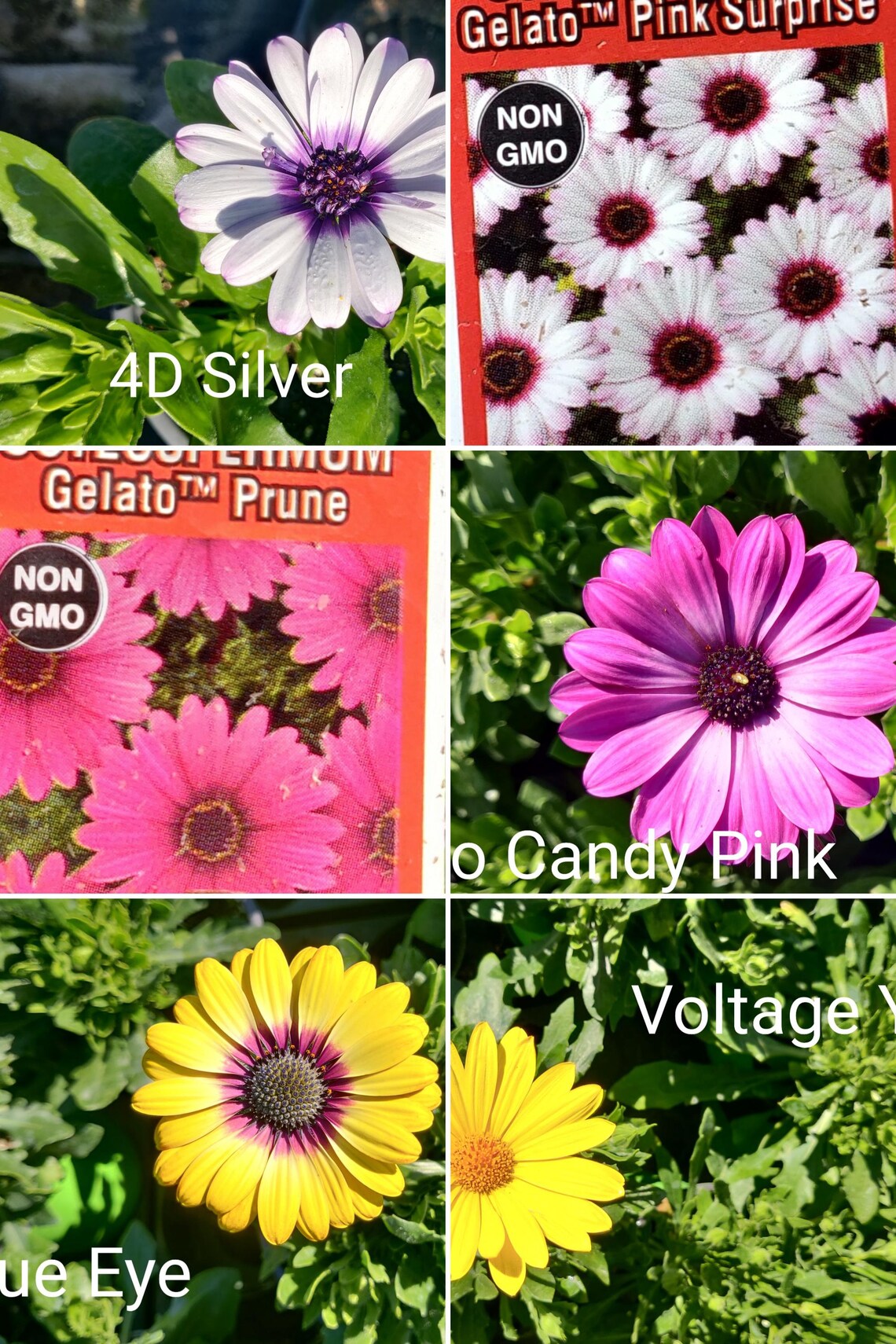 Serenity Pink African Daisy, Osteospermum, Live Plant, No GMO. Grown in ...