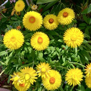 Straw Flower Dreamtime Jumbo Start Plant,red, Pink, Yellow, White Color ...