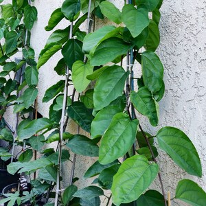 RARE Passiflora Alata Plant, Ruby Glow Passion Fruit, Free Shipping. - Etsy