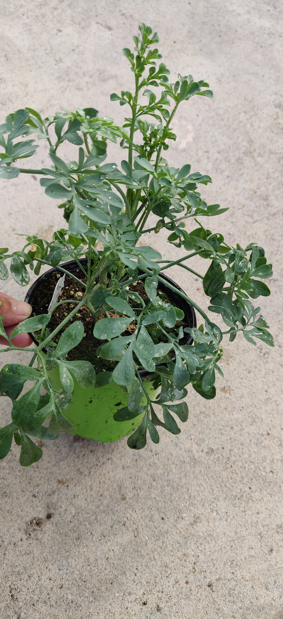 Ruda Plant Rue Plant Start Plant in 4 Pot Non GMO - Etsy
