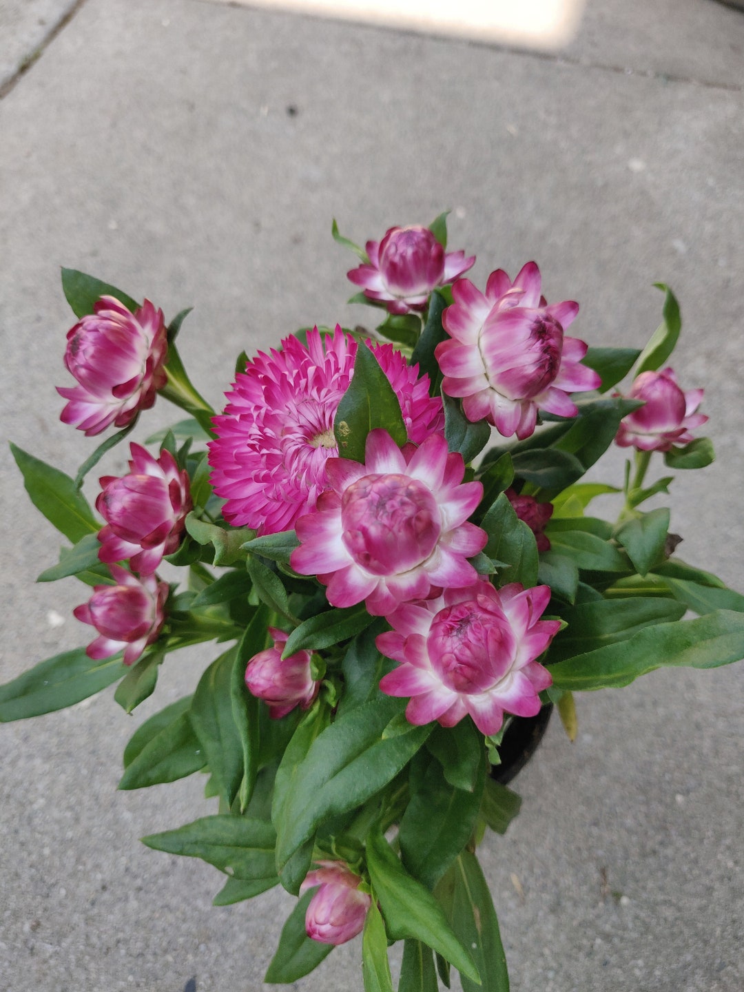 Straw Flower Dreamtime Jumbo - Etsy