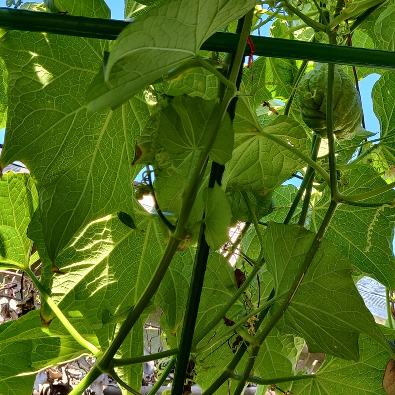 Chayote Plant - Etsy