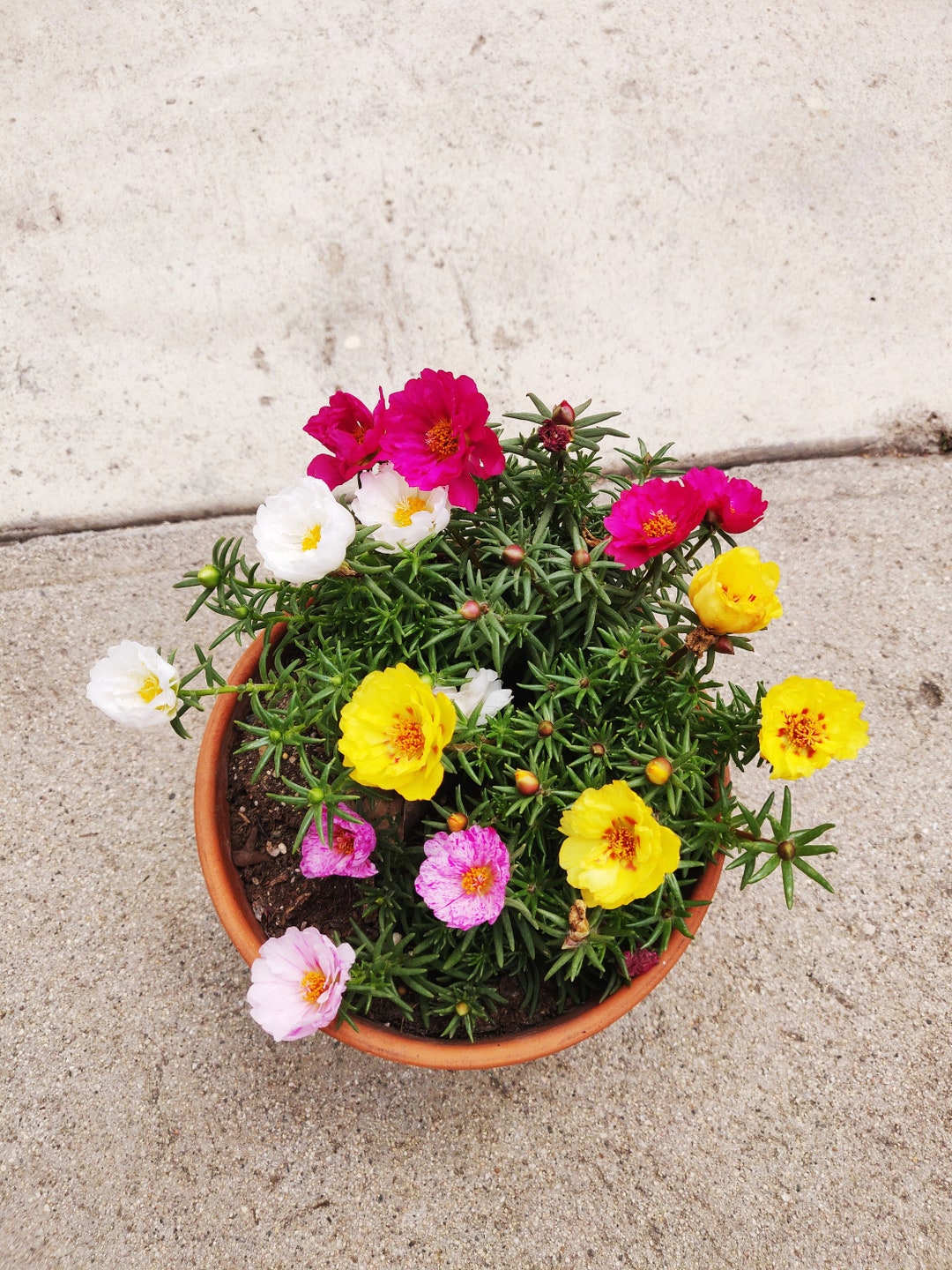 Moss Rose portulaca Sundial Flower Mix Color Plants - Etsy