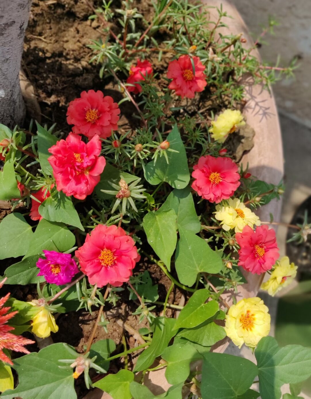 Moss Rose Plants, Mixed Color Sundial Portulaca , Tequila - Etsy