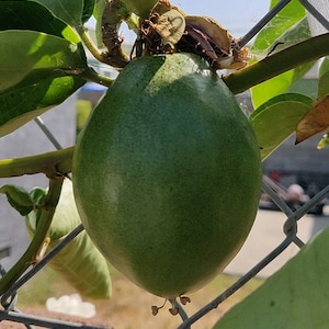 RARE Passiflora Alata Plant, Ruby Glow Passion Fruit, Free Shipping. - Etsy