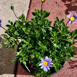 Blue Felicia Daisy , or San Gabriel , 4" or 1 GL Pot - Etsy