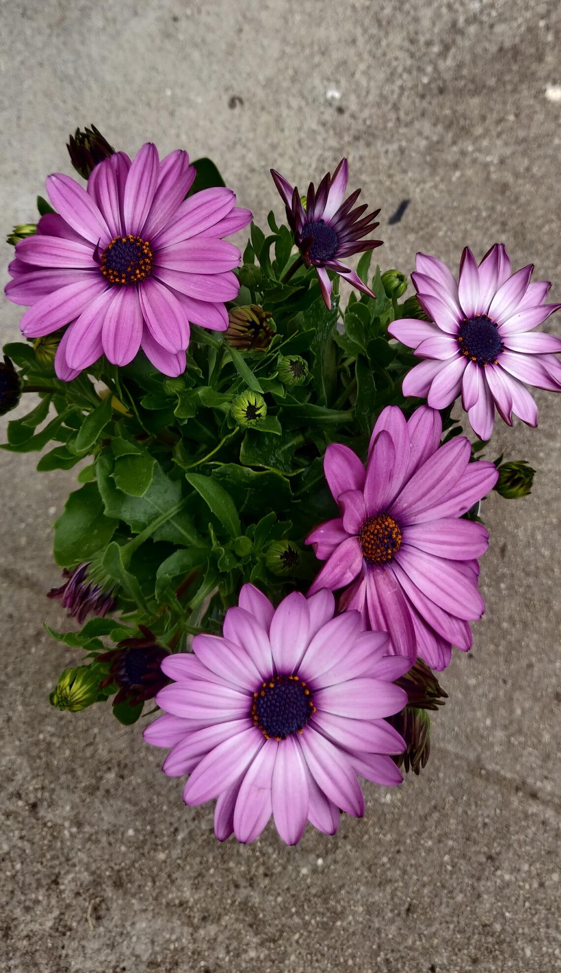Serenity Pink African Daisy, Osteospermum, Live Plant, No GMO. Grown in ...