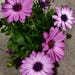 Serenity Pink African Daisy, Osteospermum, Live Plant, No GMO. Grown in ...