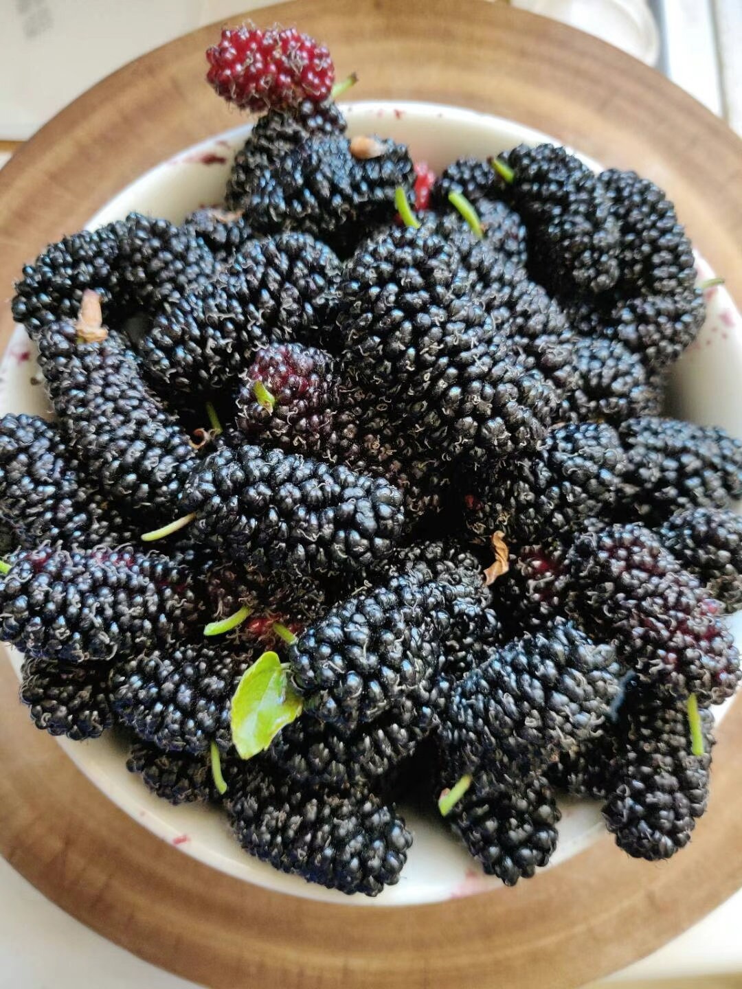 Mulberry Tree - Etsy