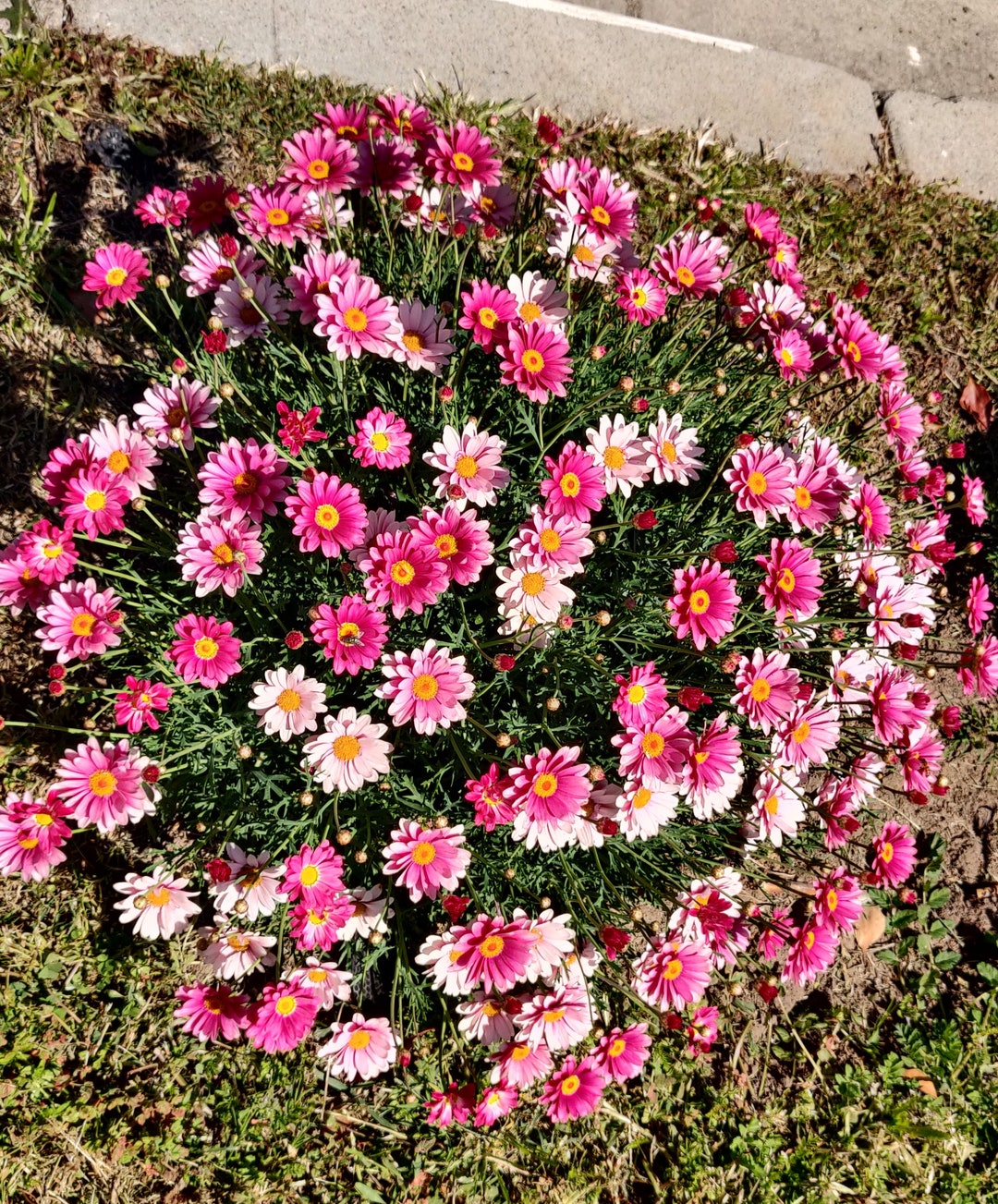 Planta viva de margarita en maceta de 10 cm, Argyranthemum, rosa ...