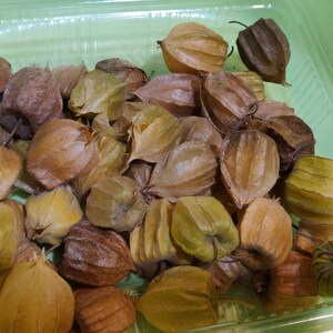 Golden Berry Fruit Seedlings,live Plant Cape Gooseberry, Healthy Fruit ...