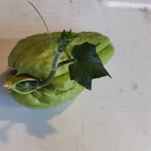 Chayote Plant - Etsy