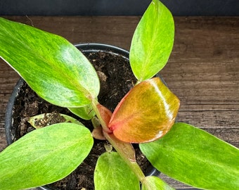 Philodendron Orange Marmalade - Etsy