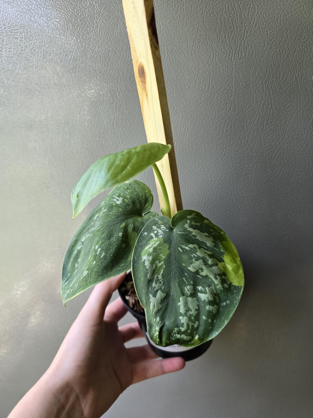 Scindapsus Baticon Variegated READ DESCRIPTION - Etsy