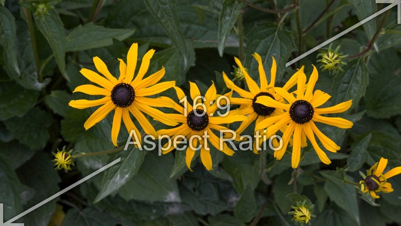 Vibrant Spring Flowers Desktop Wallpaper Background - Ultrawide/wqhd ...