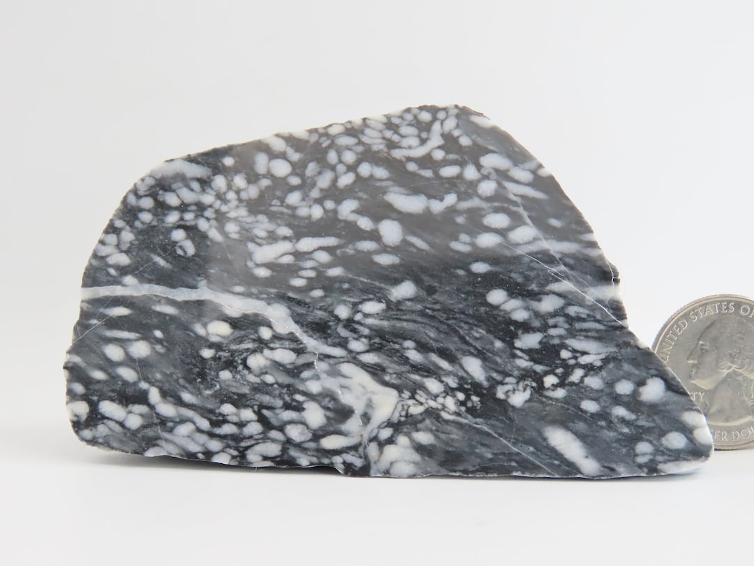 Ancient Syringopora Coral Fossil Specimen - Etsy