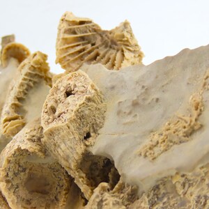Caninia Coral Fossils on Potash From the Caboniferous Period - Etsy