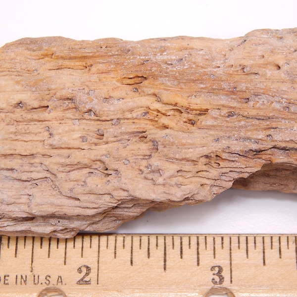 Petrified Palm Wood - Etsy