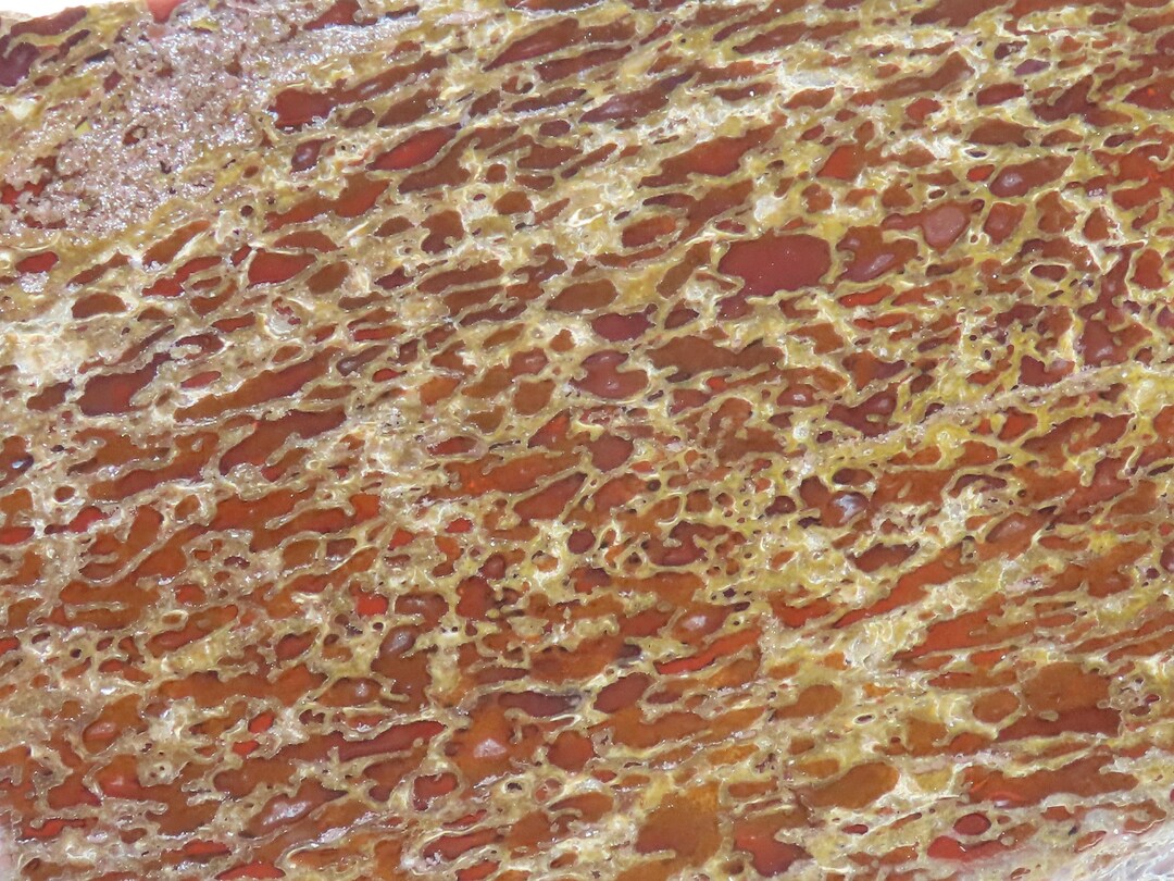 Polished Cell Structure of Petrified Dinosaur Bone Specimen - Etsy